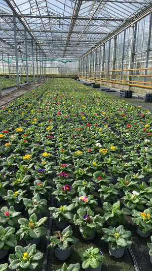 Hanna's Nurseries, Local Grower of Beautiful Plants, delivering to you